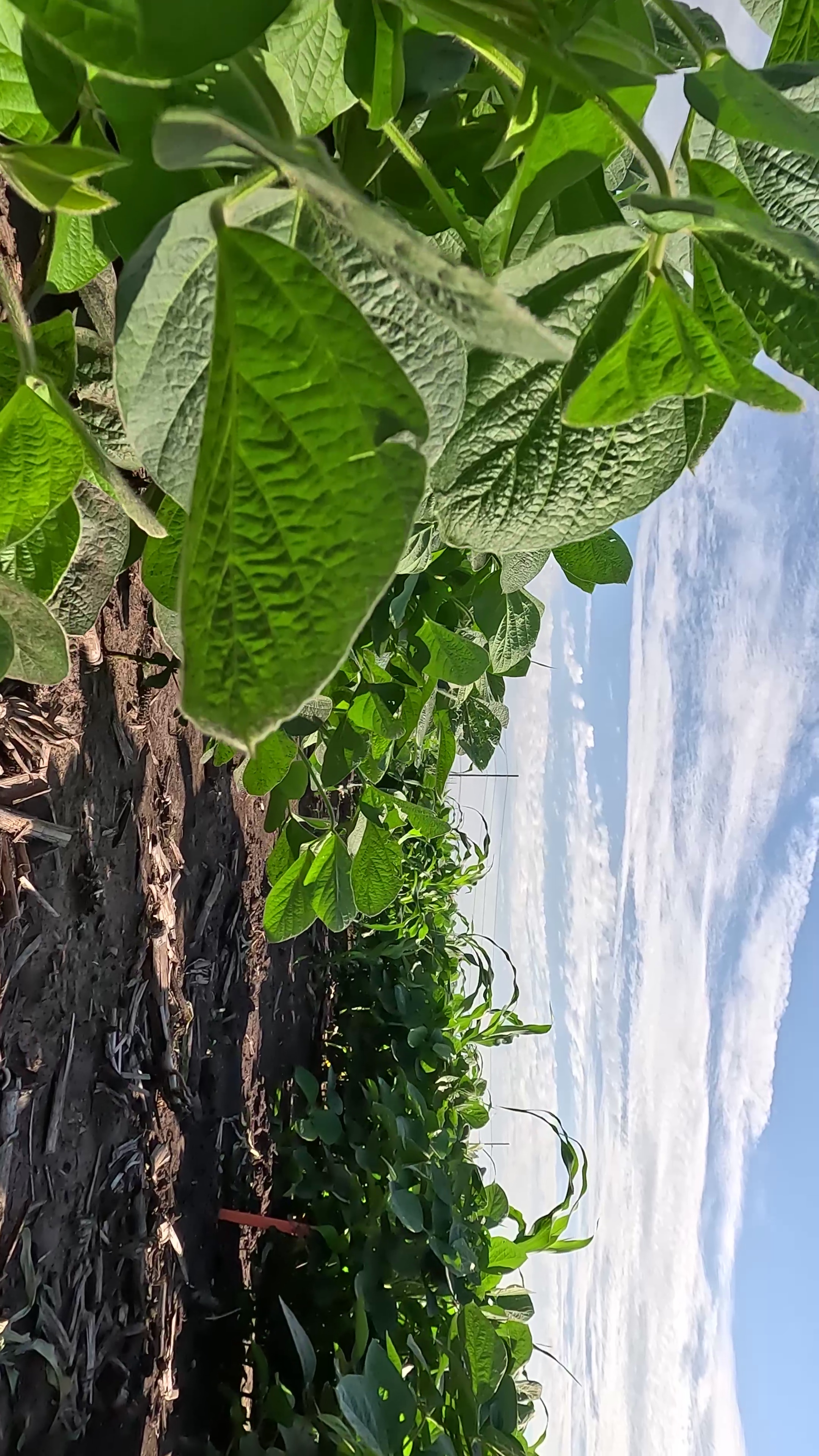 soybean flower Object Detection Dataset and Pre-Trained Model by image annotation