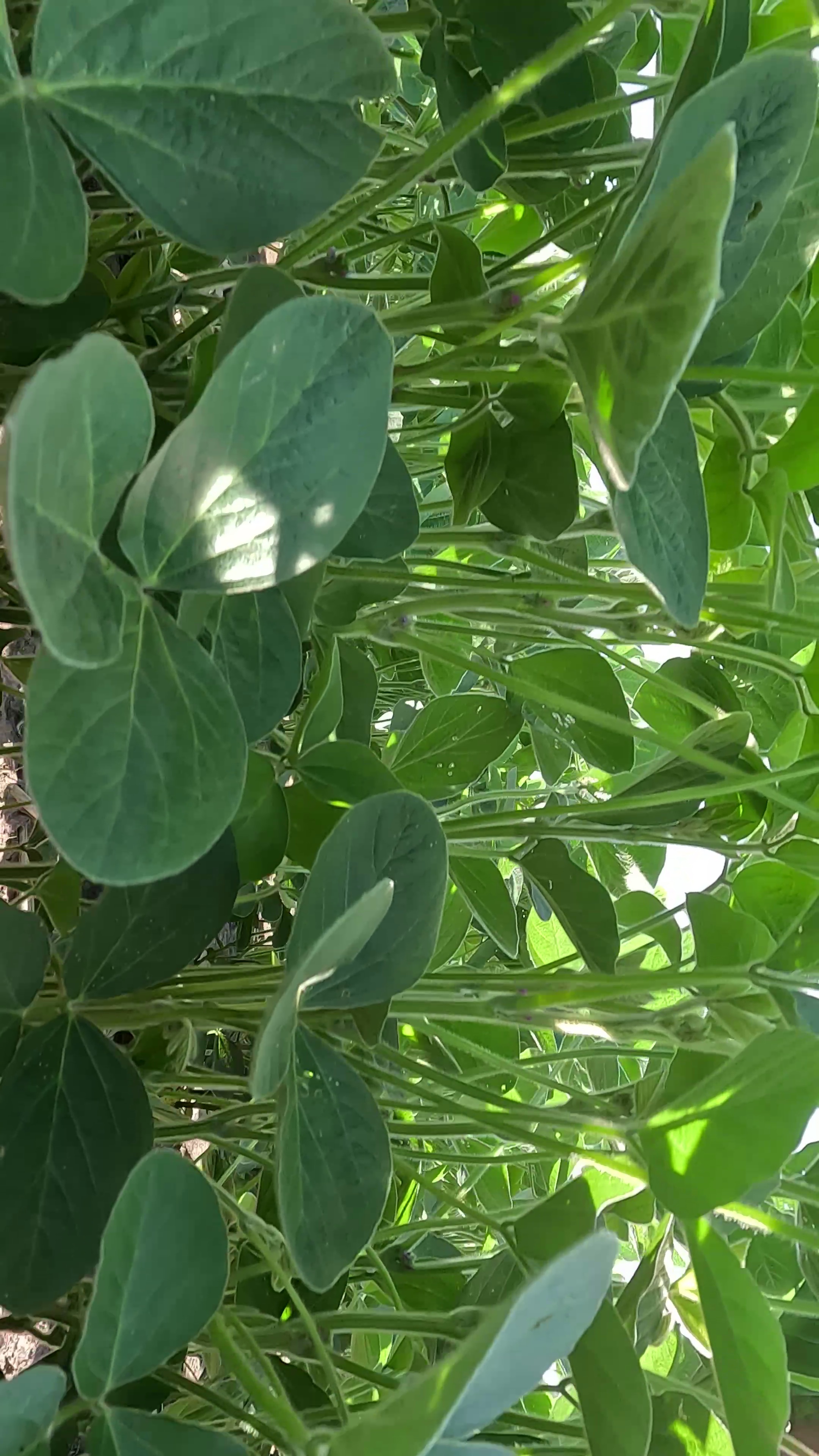 soybean Object Detection Dataset by image annotation