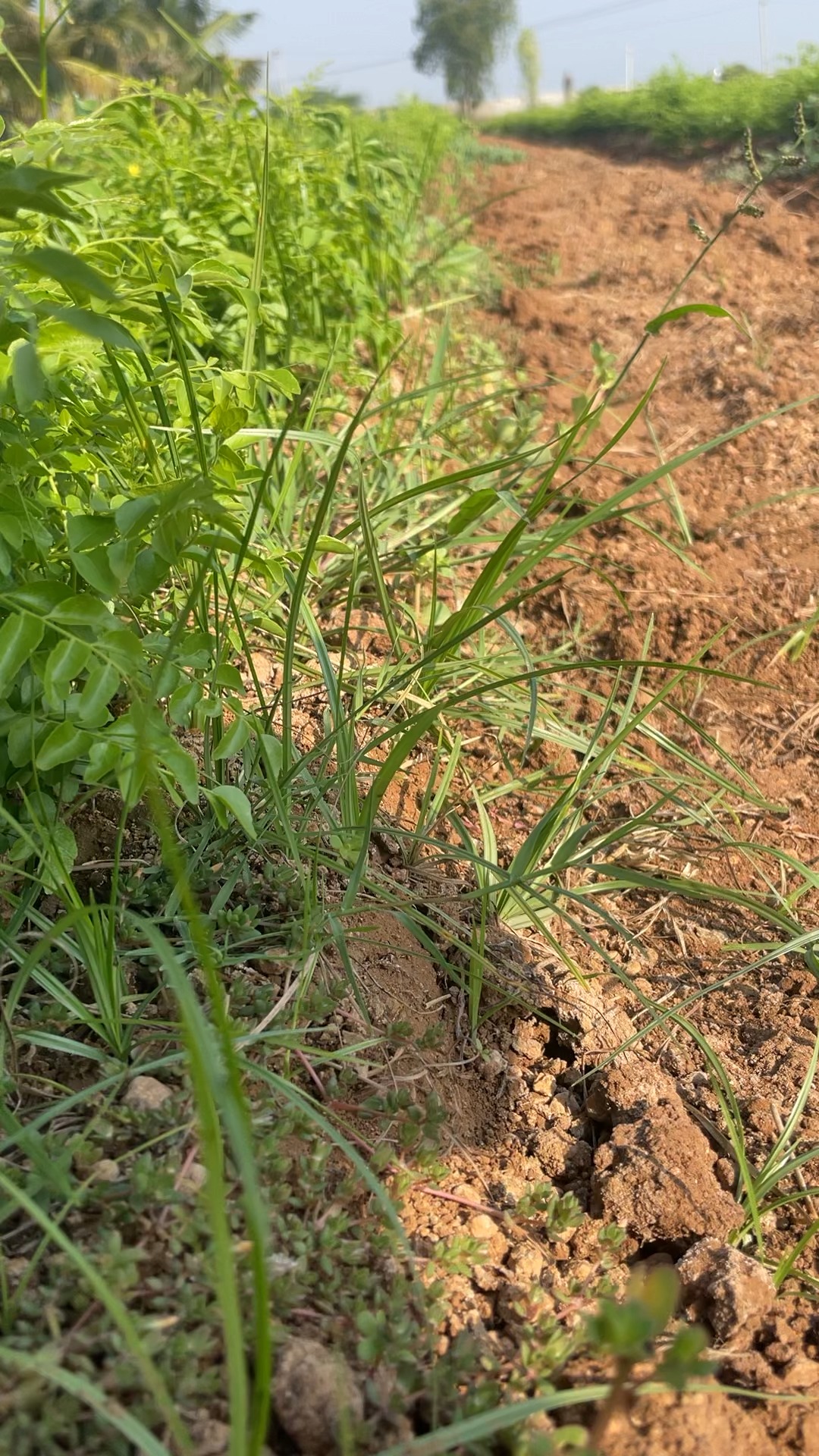 Weeds Object Detection Dataset And Pre Trained Model By Leafdetection