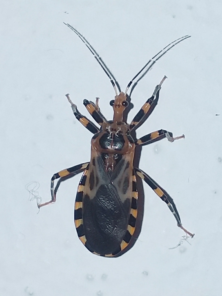 CLASS-UNI Classification Dataset by IFPETCC