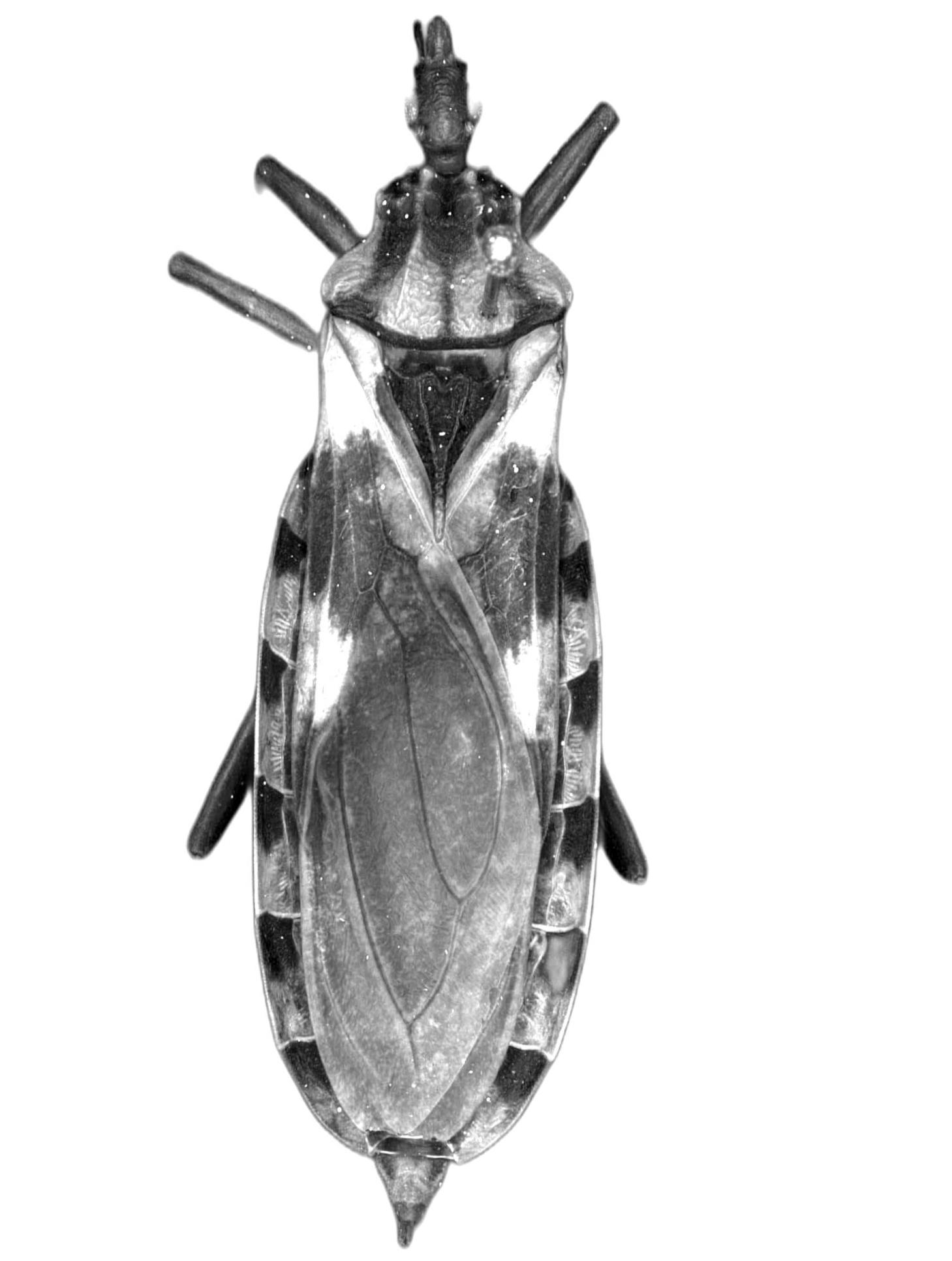 triat-tcc-val-grey Classification Dataset by IFPETCC