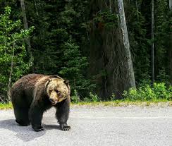 animal classification Classification Dataset by yellowcode