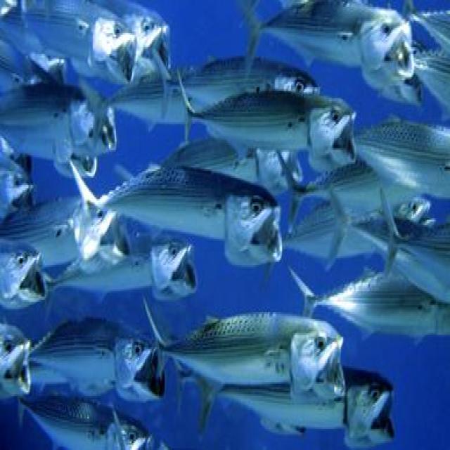 Classification Object Detection Model By Irinsworld