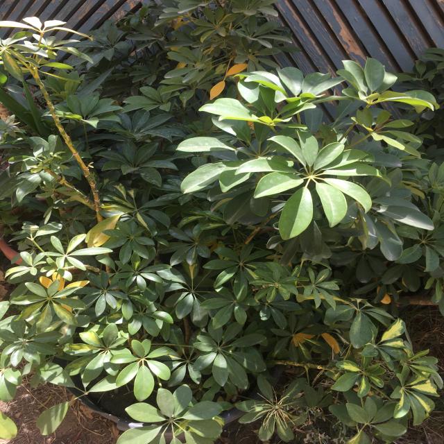 Plant Vision Semantic Segmentation Model by Testing