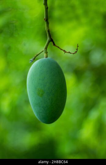 mango Object Detection Model by rana