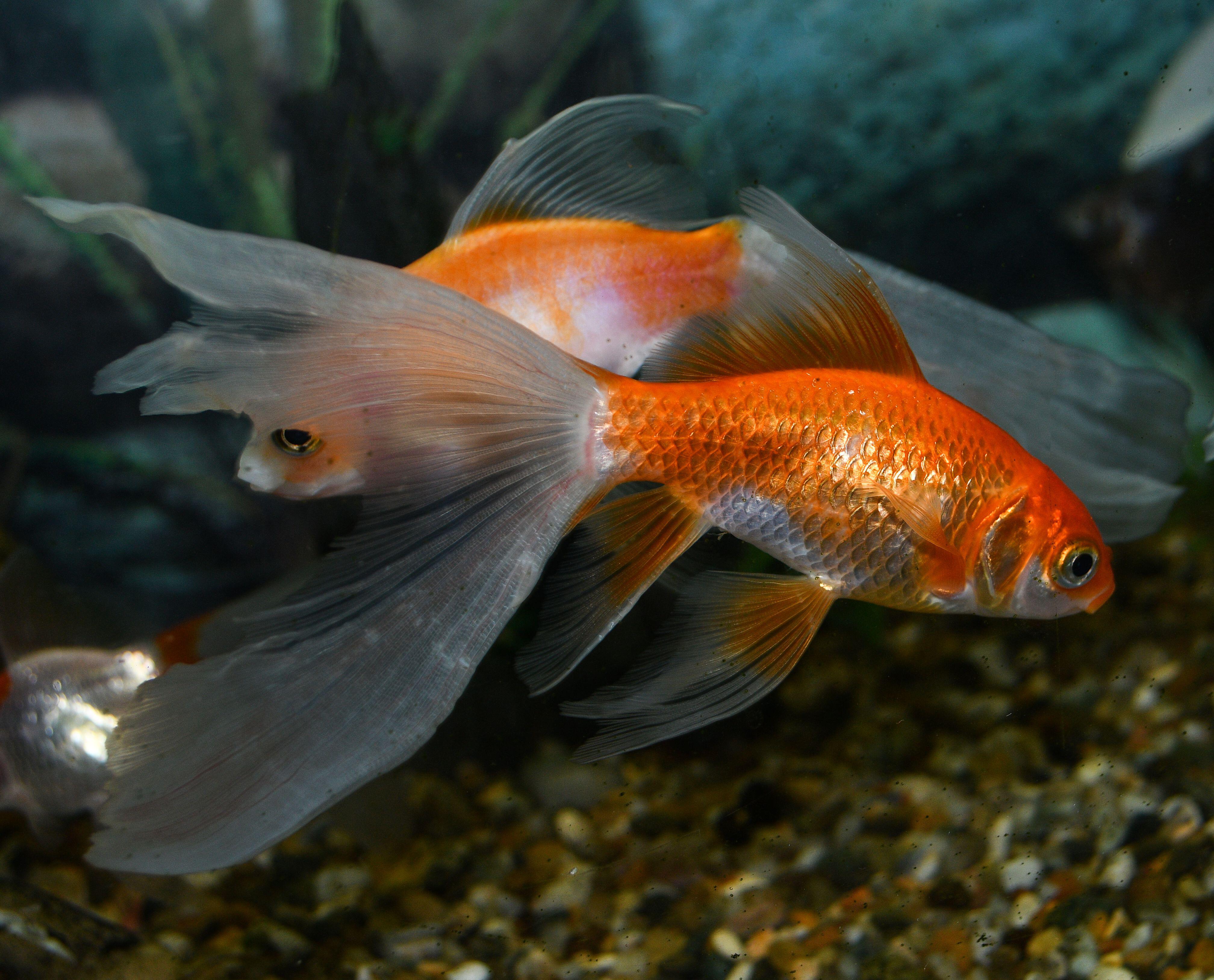 Goldfish Semantic Segmentation Model by HOPS Healthcare