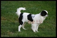 fish detection project - Roboflow Universe