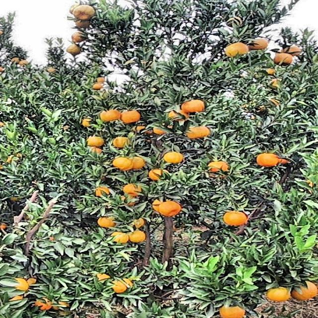 orange yield detection - Roboflow Universe