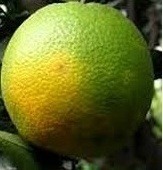 orange yield detection - Roboflow Universe