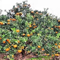 orange yield detection - Roboflow Universe