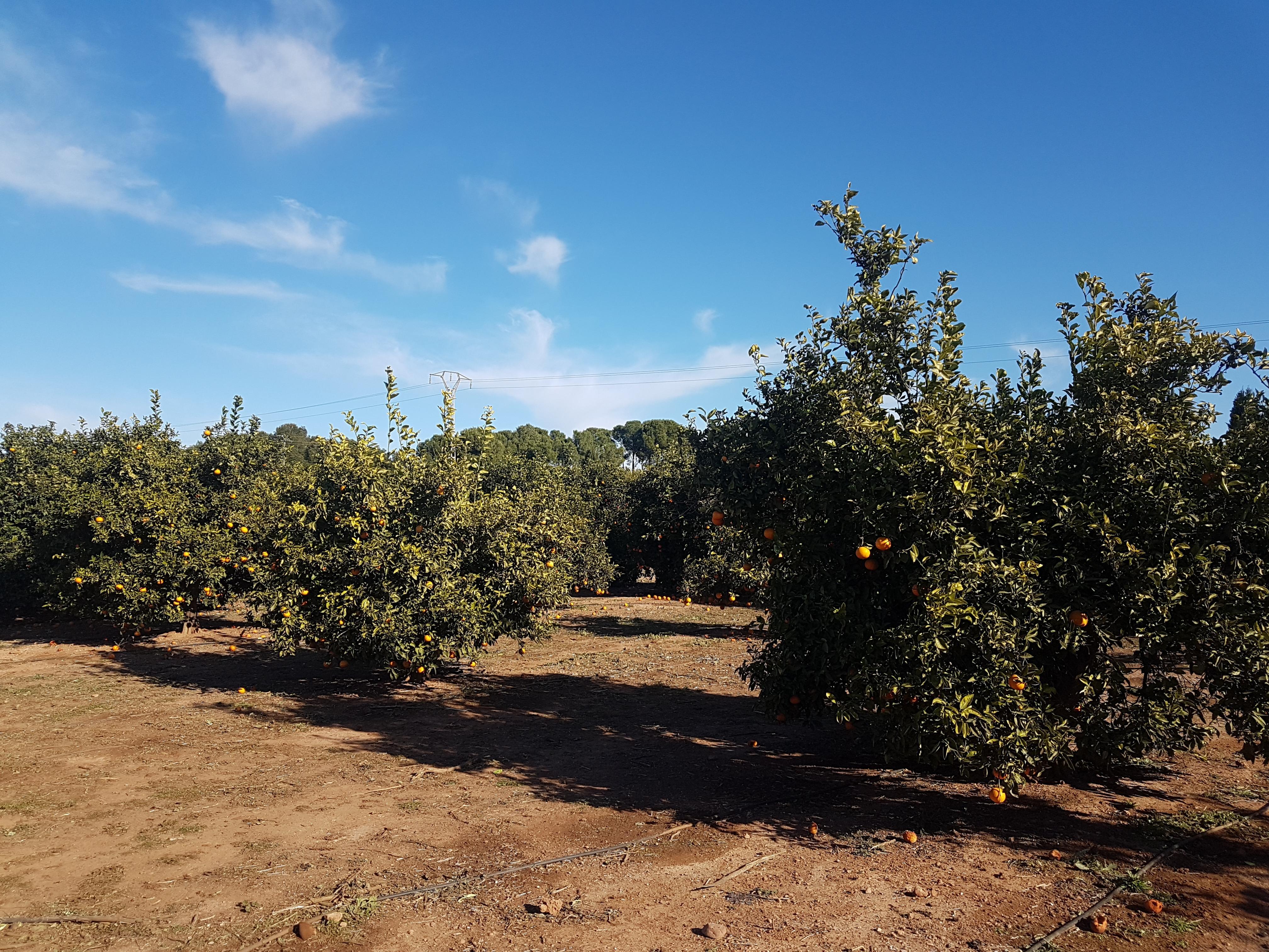 train orange detection Object Detection Dataset by orange yield detection