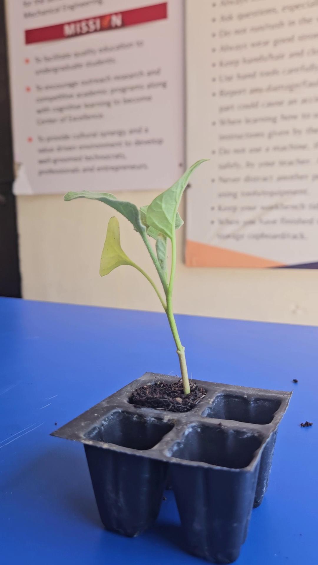 Sapling Dataset 4 - Roboflow Universe