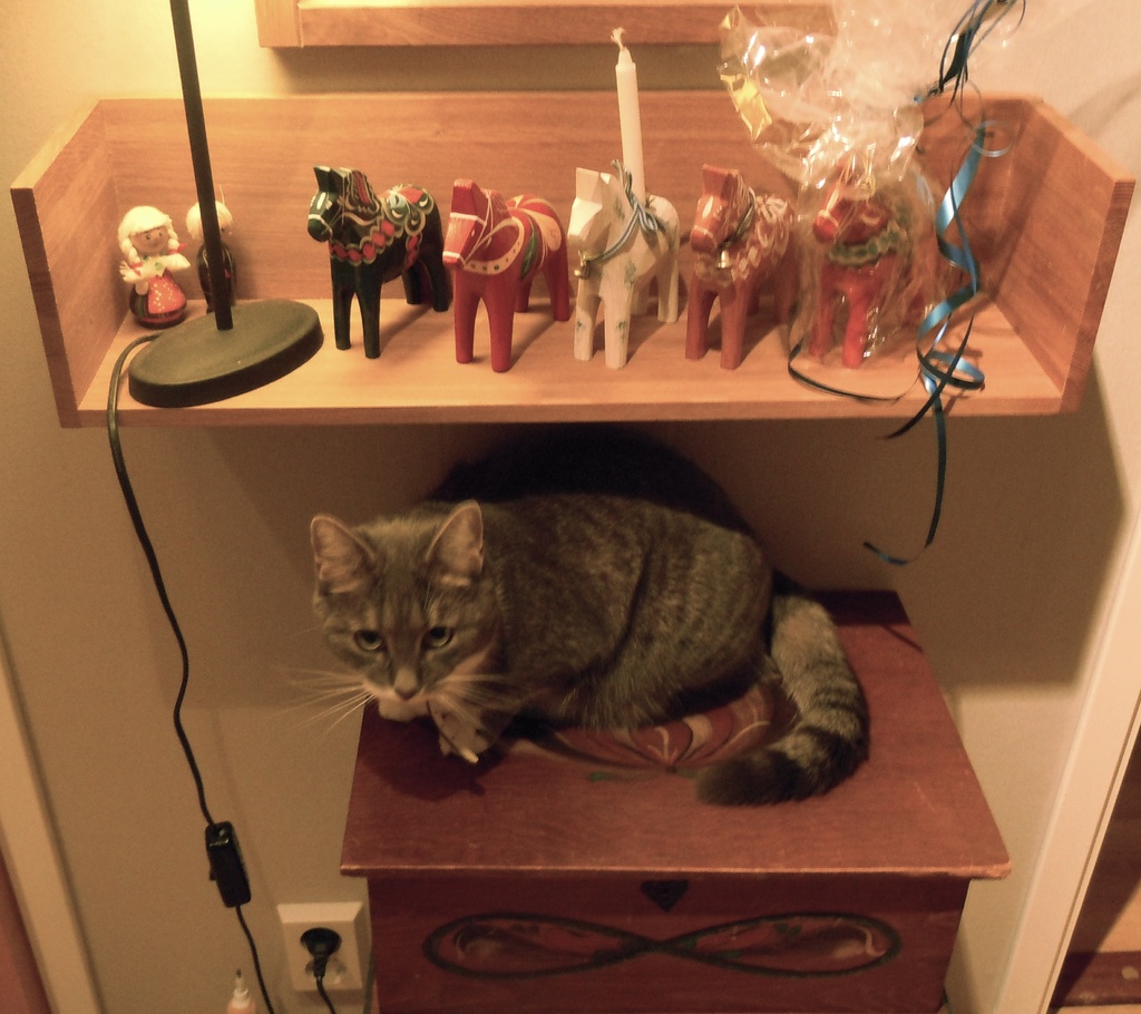 Cats Object Detection Dataset by yolov5