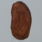 fruit counter Object Detection Dataset and Pre-Trained Model by object ...