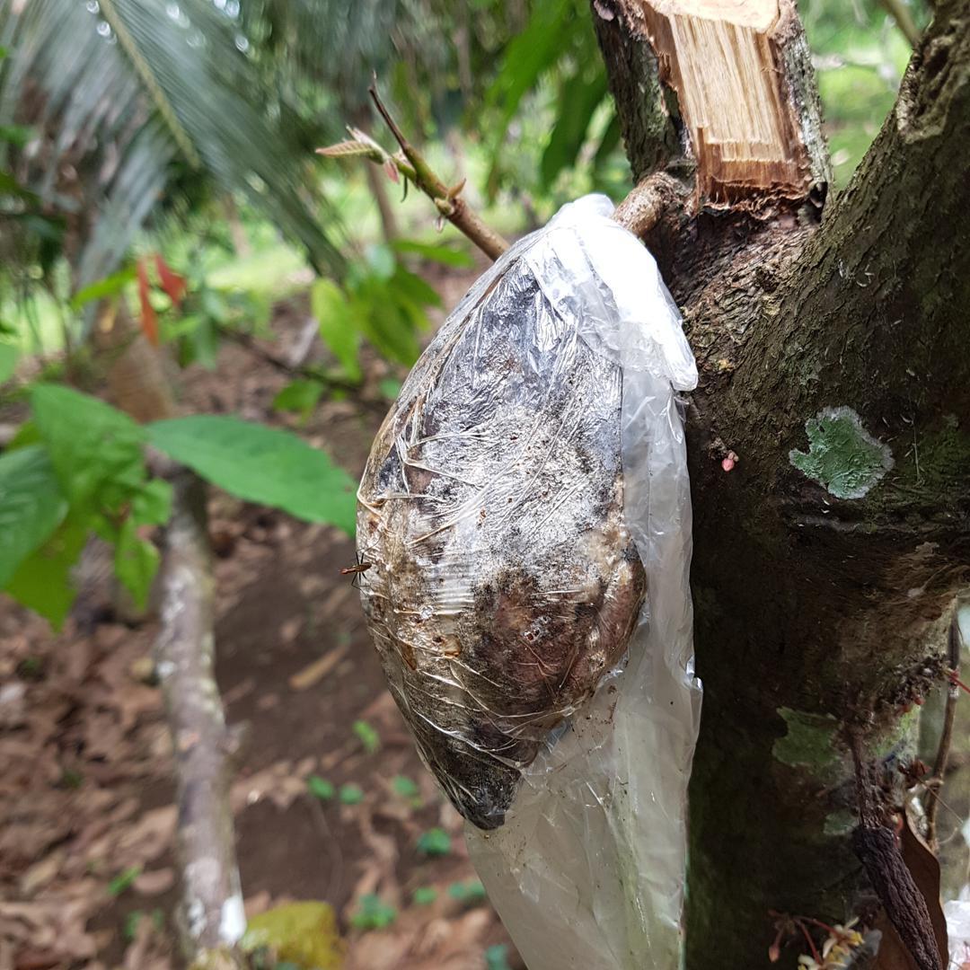 cocoa Classification Model by Mwendo