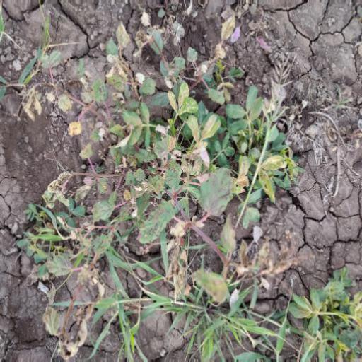 weed detection Object Detection Dataset and Pre-Trained Model by Uos