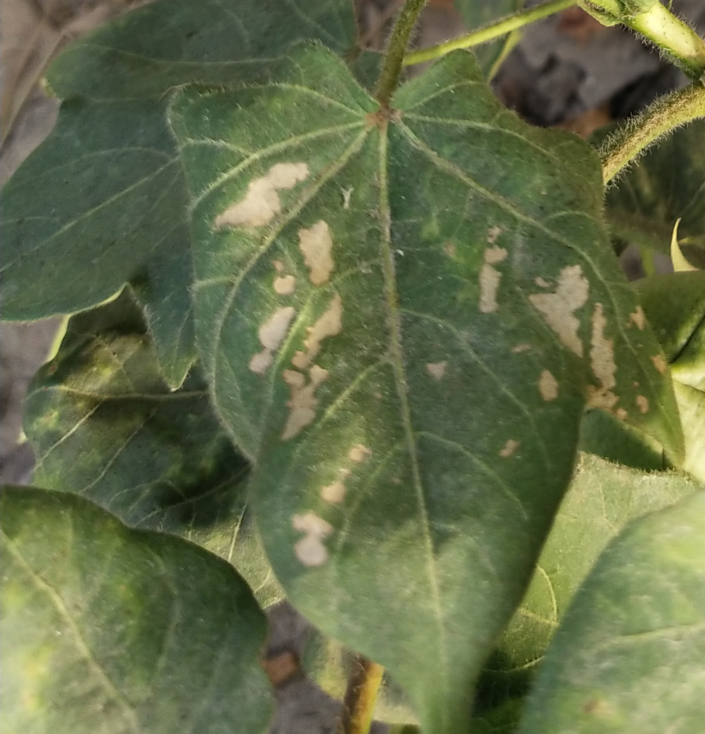 Plant Diseases Detection Object Detection Dataset And Pre Trained Model By Diseases Detection Yolo4