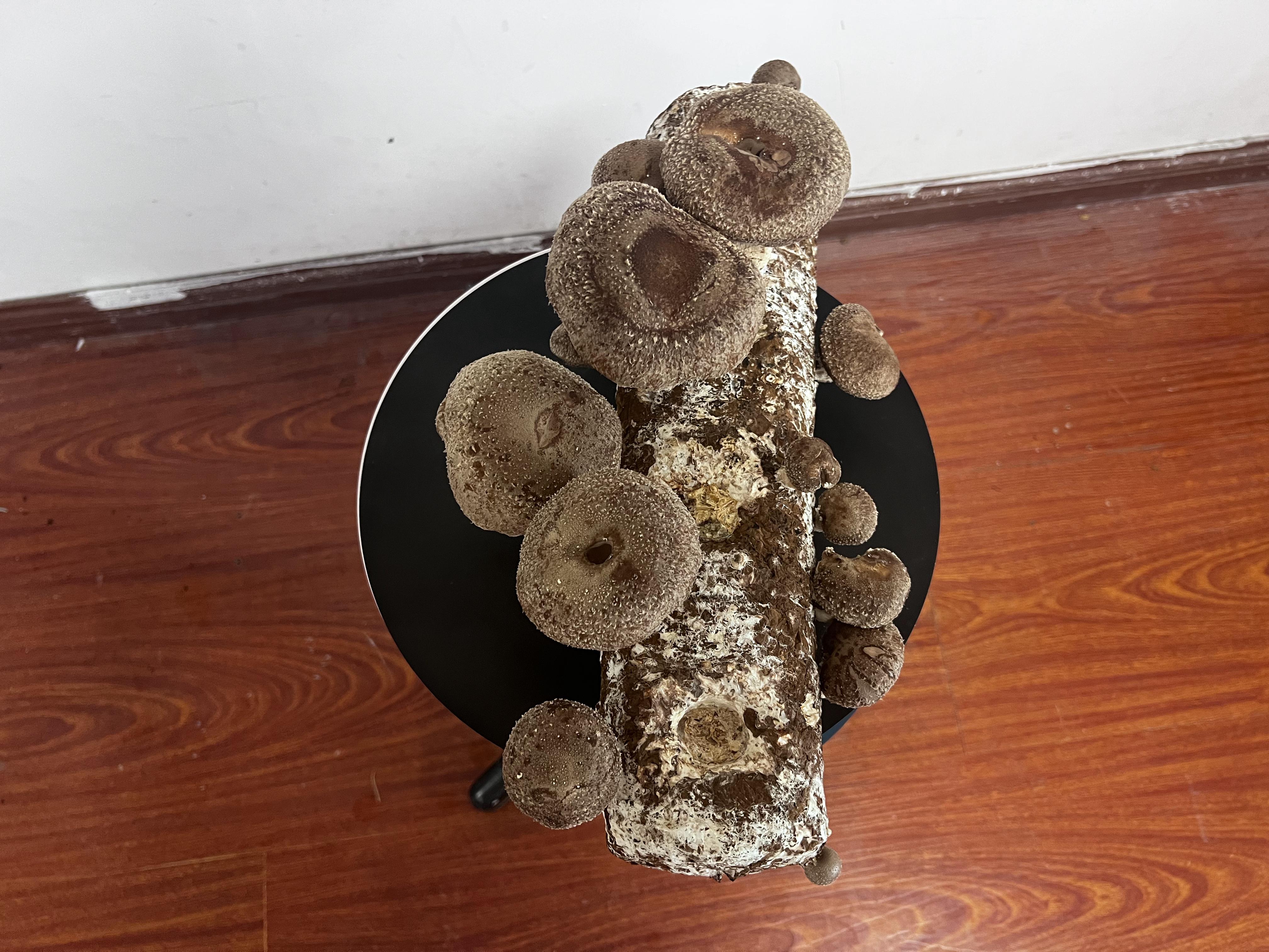 Mushroom Object Detection Model By Zhuqiqi