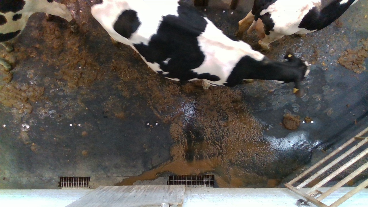 CowLabel Object Detection Dataset and Pre-Trained Model by My projects