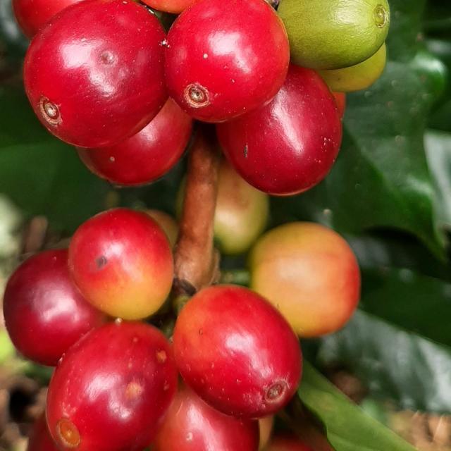 COFFEE_FOB Object Detection Dataset by Nata