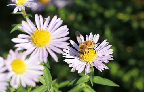 flower Instance Segmentation Dataset and Pre-Trained Model by as