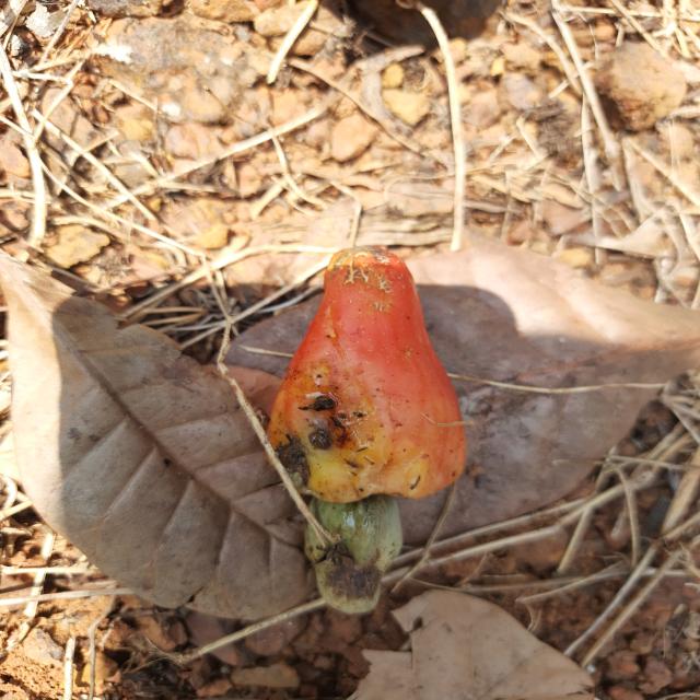 Cashew_Detection Instance Segmentation Dataset by Prajitha