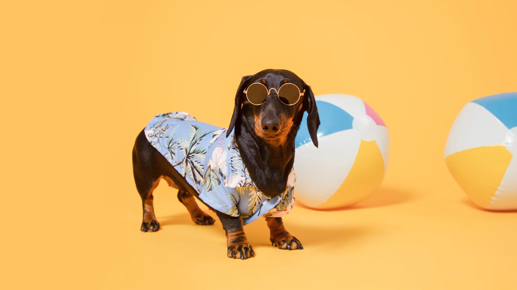 Dog Detection Object Detection Model by YOLOv8