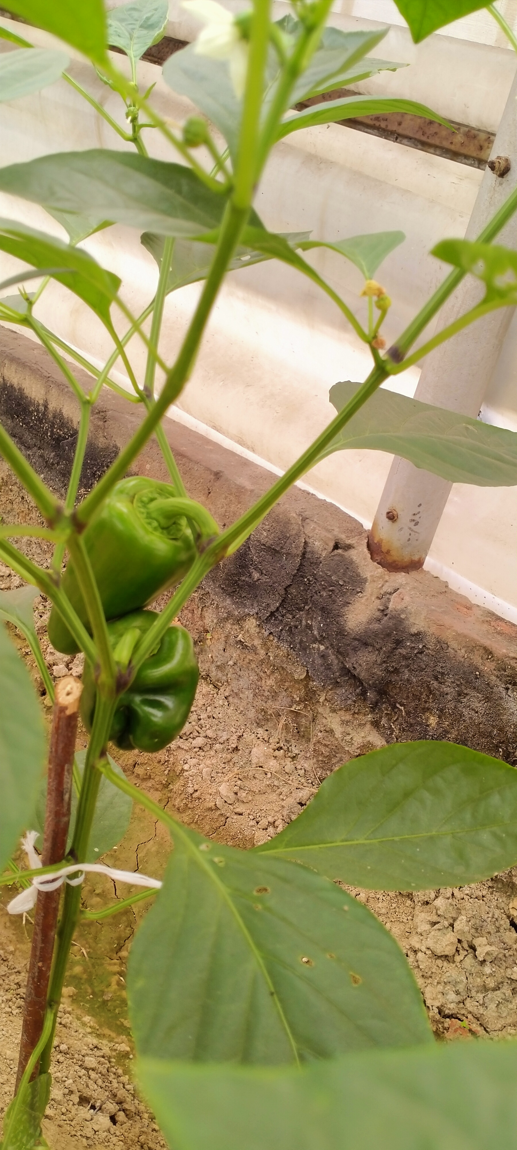 Field_capsicum_semantic Semantic Segmentation Dataset by IIT Kgp
