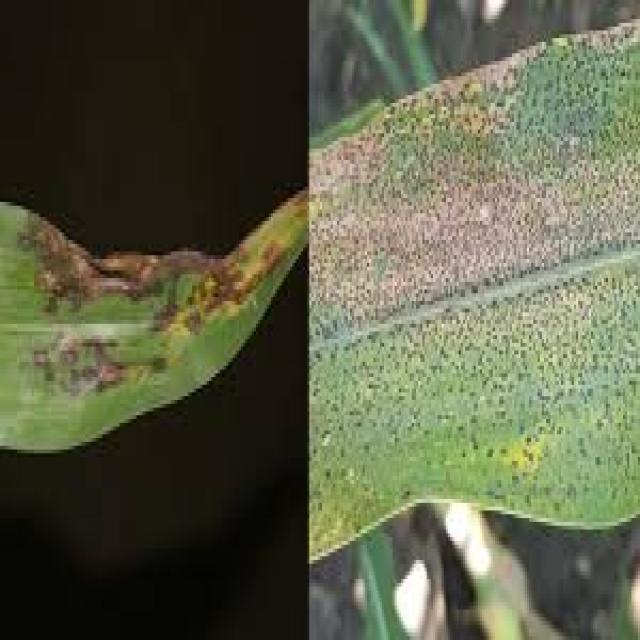 Corn_six_disease_clean Object Detection Dataset by Corn disease