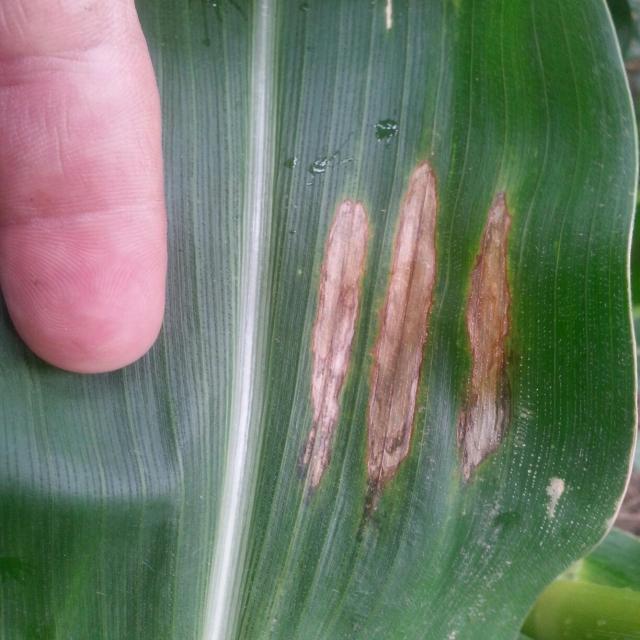 Corn_disease_clean1 Object Detection Dataset by Corn disease