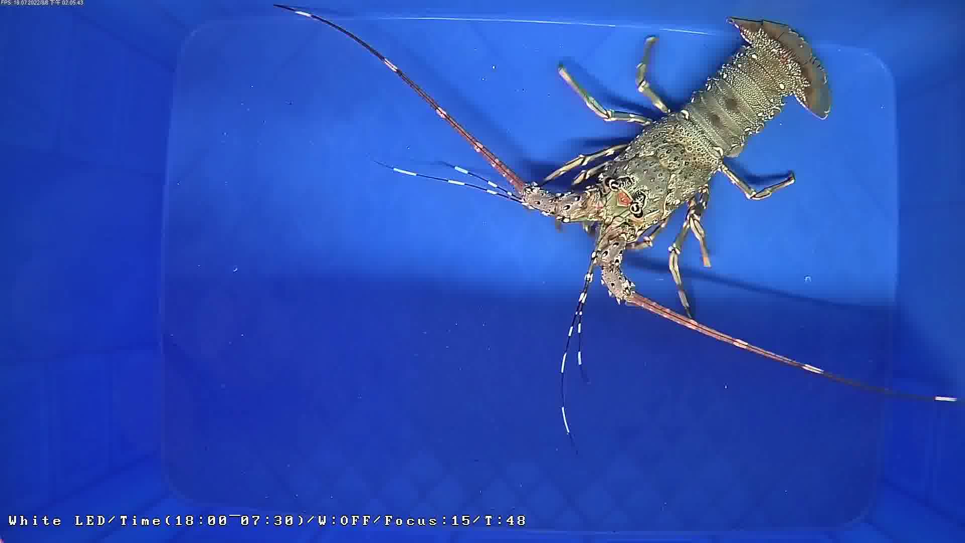 Lobster Object Detection Dataset by Lobsterposture