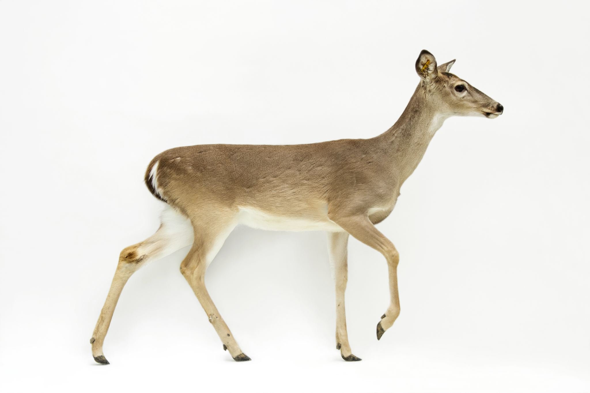 Deer detection Object Detection Dataset by KVI