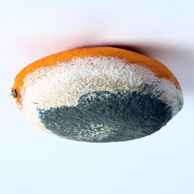 rotten orange Object Detection Dataset by waleed anis