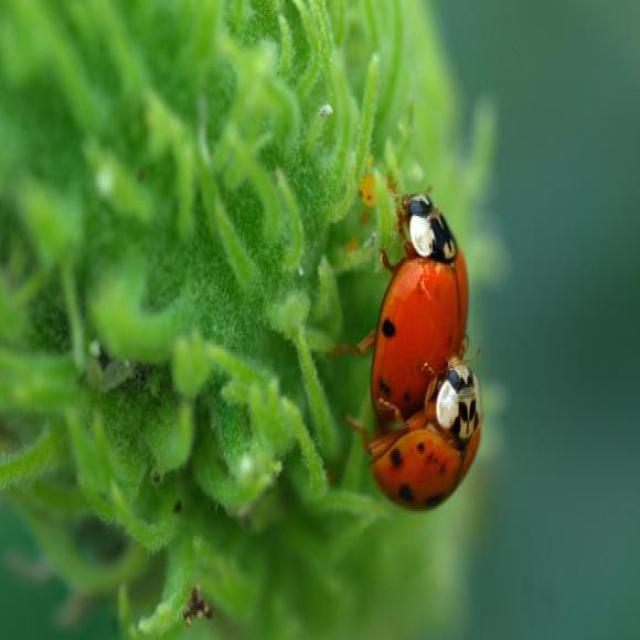 ladybug detection Object Detection Dataset by Suyeon