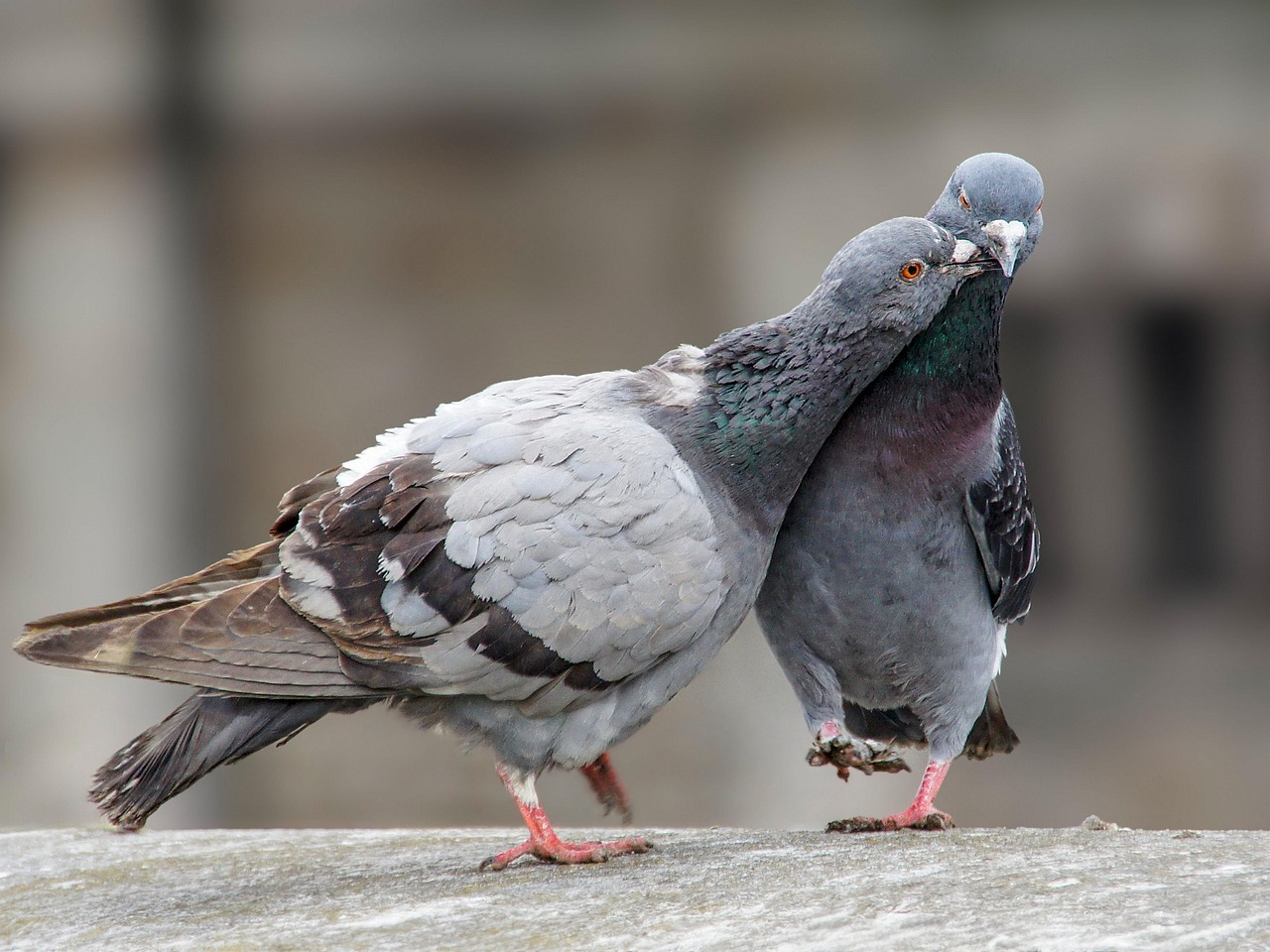 pigeon_detect Object Detection Dataset by Suphakrit Kongkham