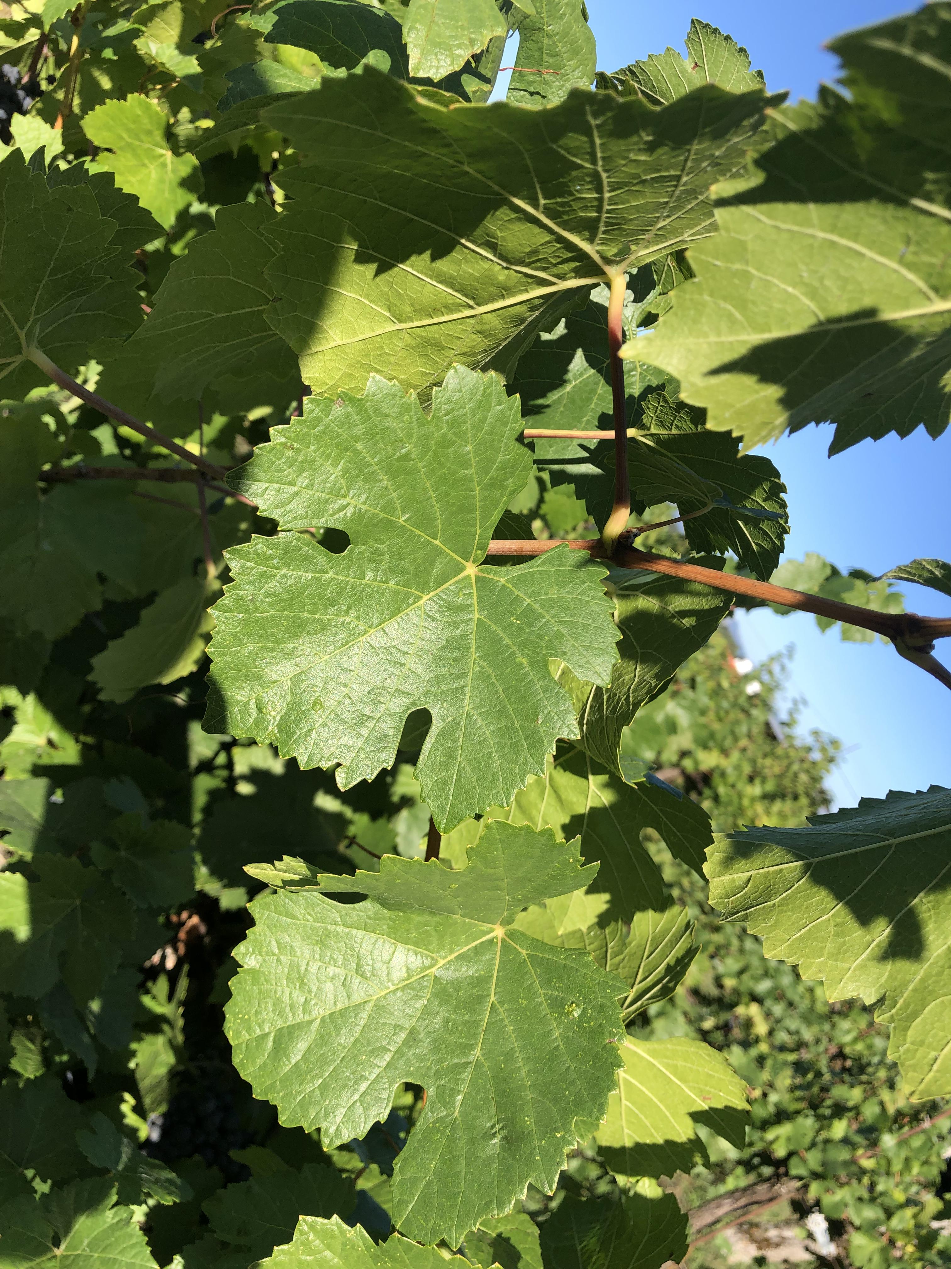 grape-leaf-dataset Object Detection Dataset and Pre-Trained Model by xogroxagri
