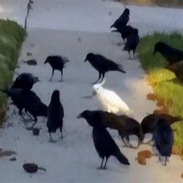 Animal Species Classification Object Detection Dataset and Pre-Trained ...