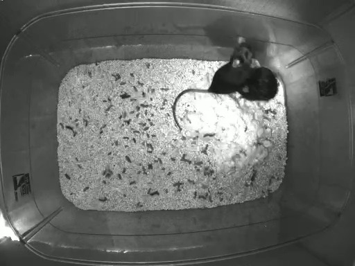 Mouse Behavior Detection Object Detection Dataset And Pre Trained Model By Mouse