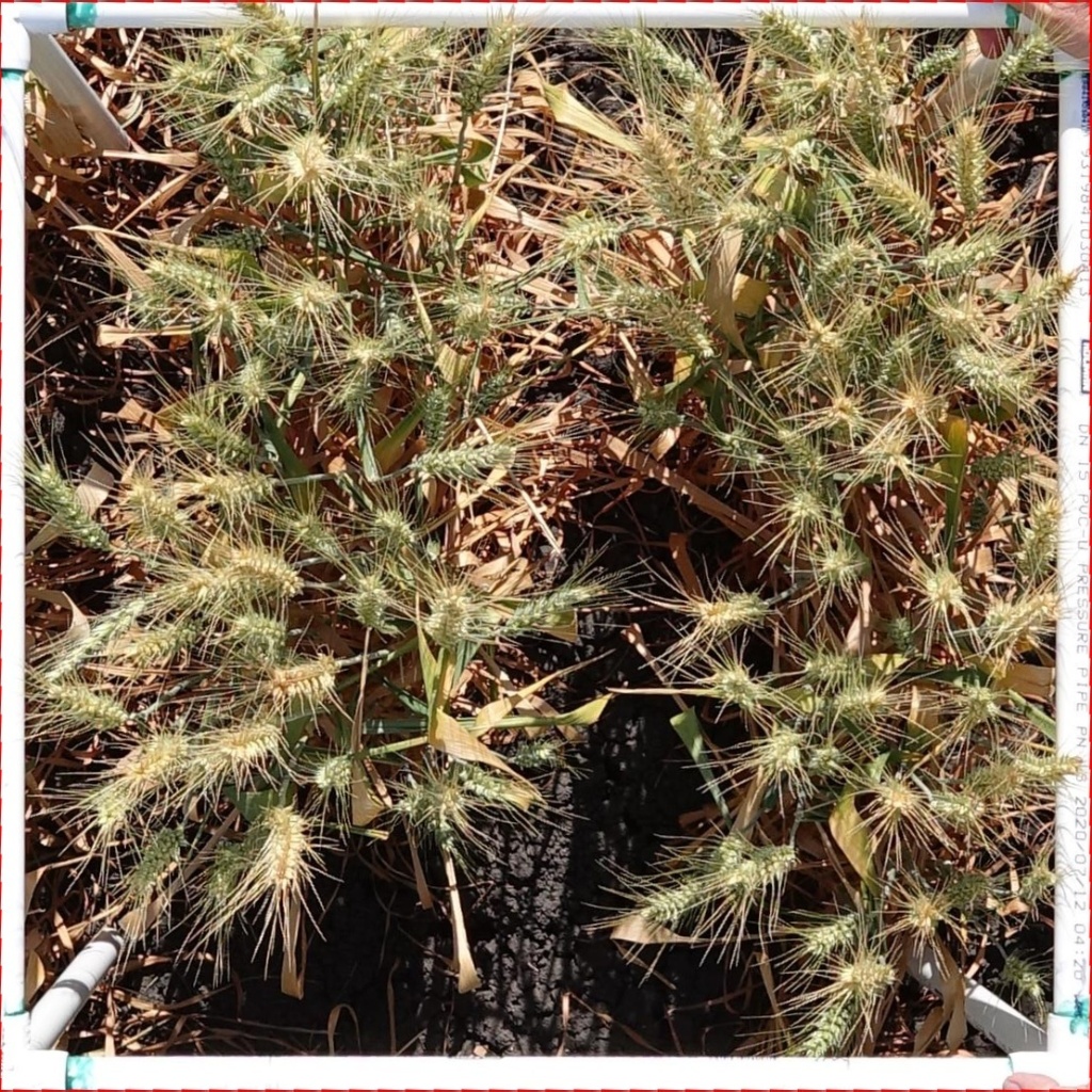 Global Wheat 2021 Object Detection Model by Institute of Agricultural ...