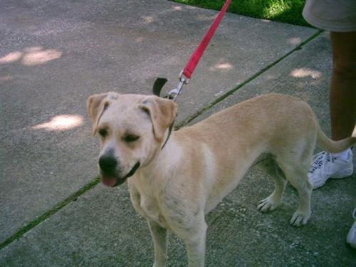 DogCat (dogcat-ohdsd) - Roboflow Universe