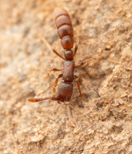 AntGenusClassification Classification Dataset and Pre-Trained Model by ...