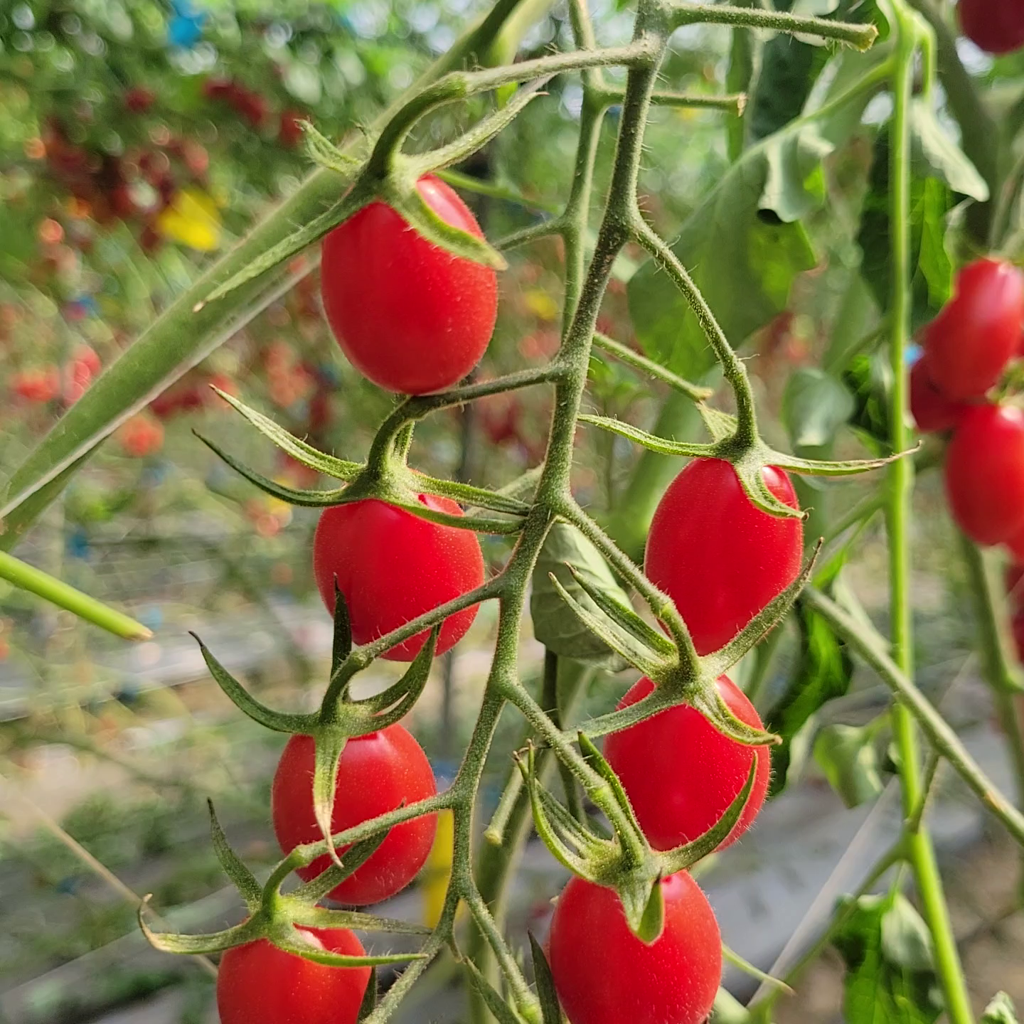 tomato Instance Segmentation Model by Tsang