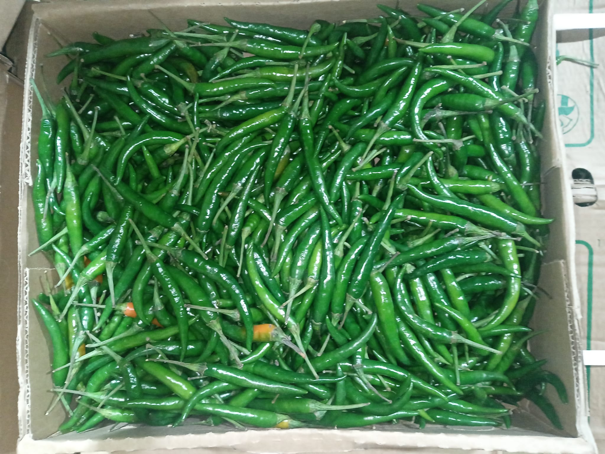 Chilis - Roboflow Universe