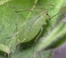 DP-detect Instance Segmentation Dataset and Pre-Trained Model by Puregon