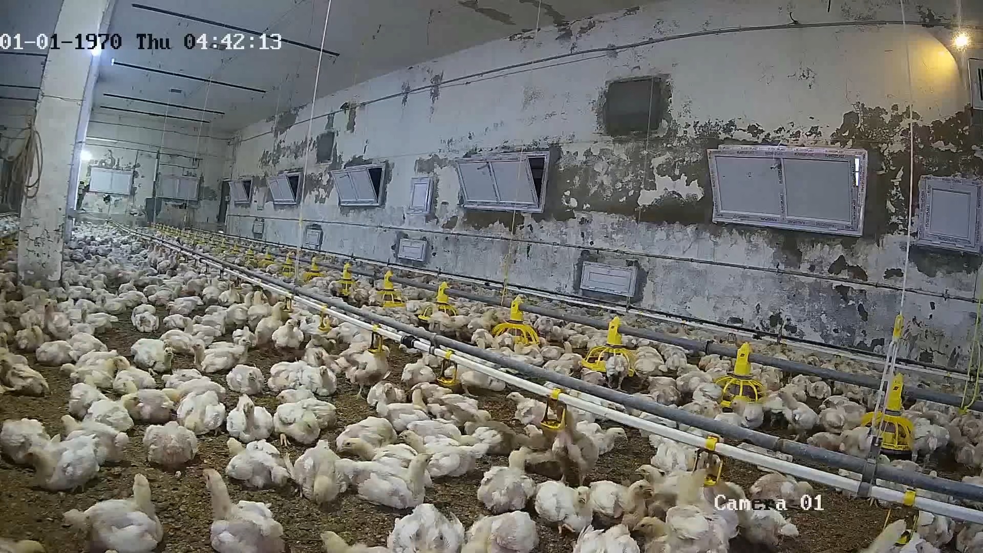 Behaviour Object Detection Model by ChikenBehaviour