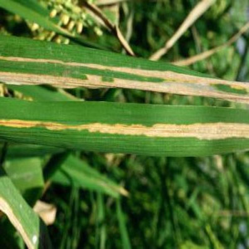 Crop Disease Detection Object Detection Dataset By Mansi