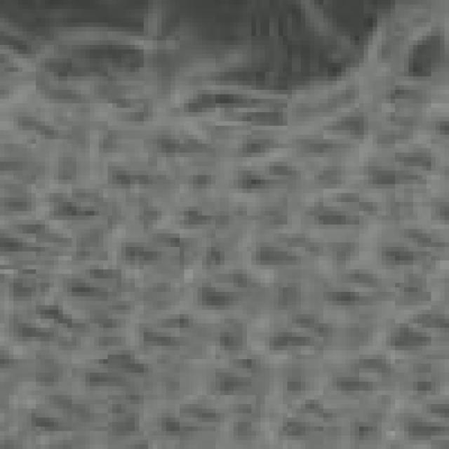 Detect Fabric New Object Detection Dataset And Pre Trained Model By Four