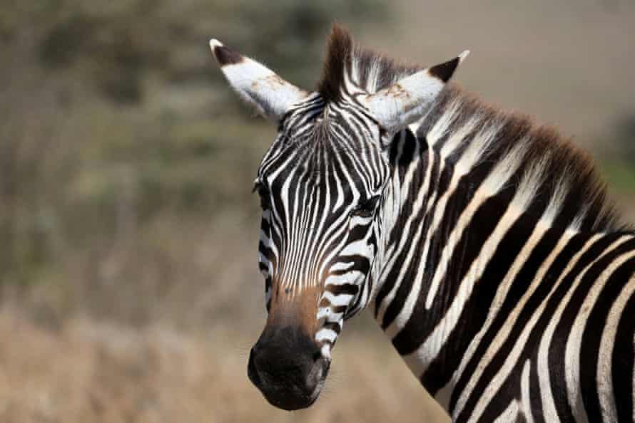 Animals Classification Dataset by Shin