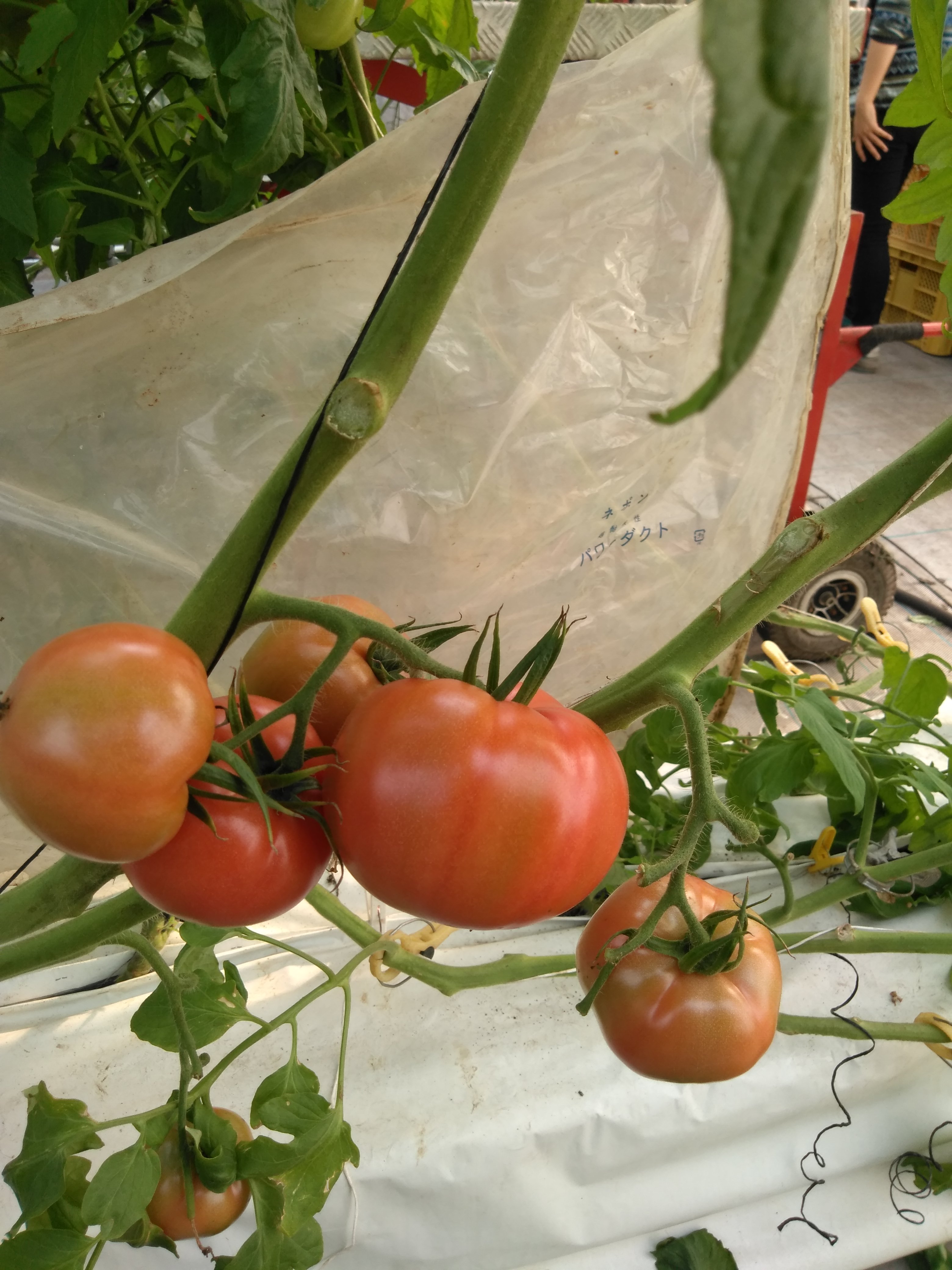 tomato Instance Segmentation Model by maoring