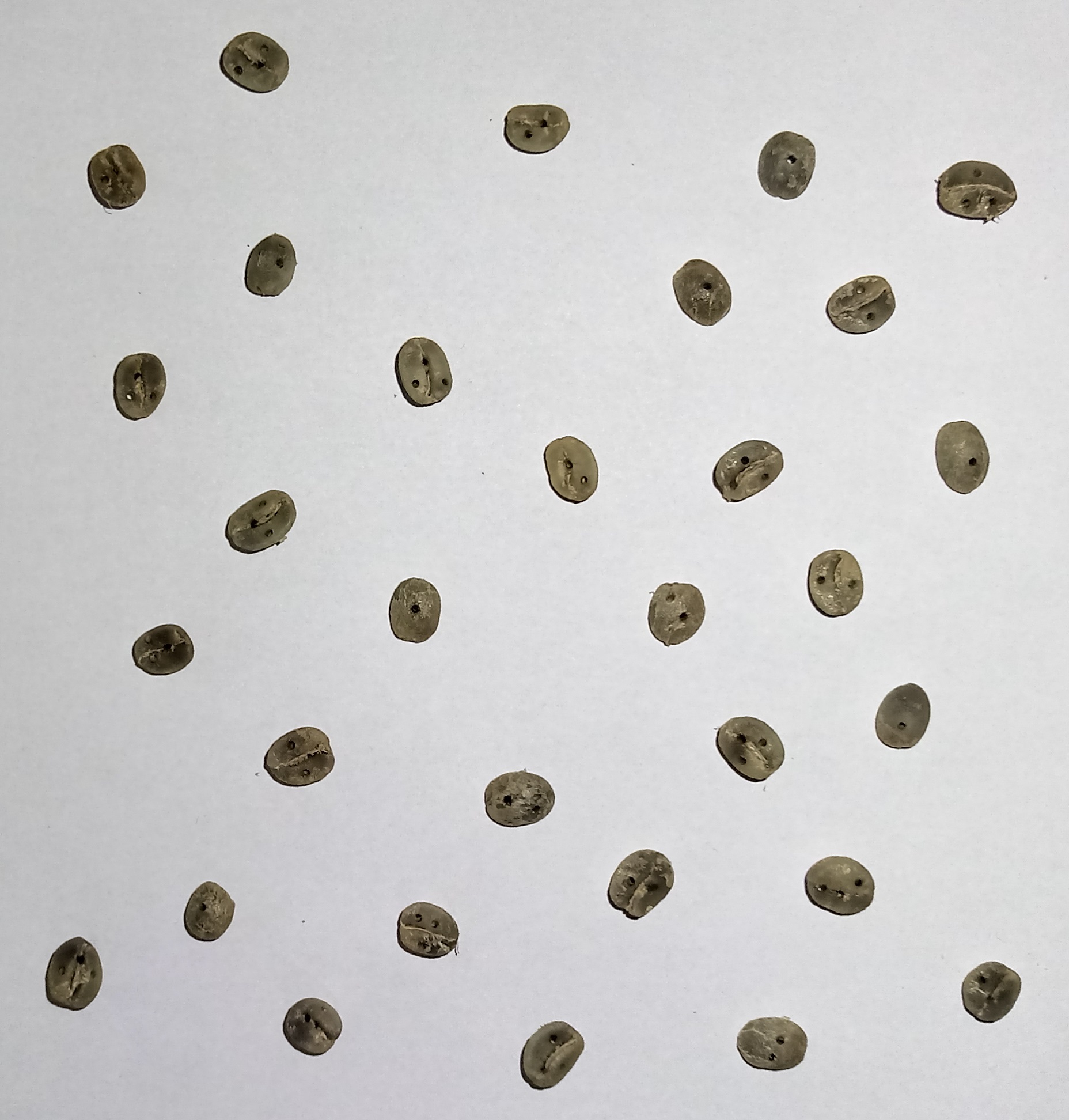 café Object Detection Dataset by new-workspace-fxxch